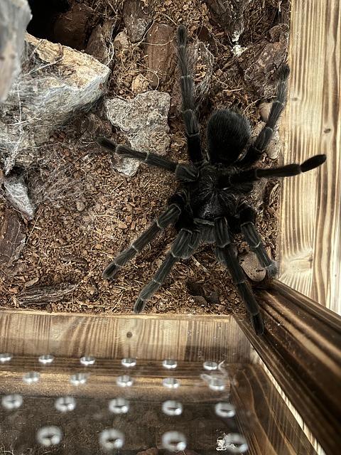 Tarantel Spinne Spinnentier - Kostenloses Foto auf Pixabay - Pixabay