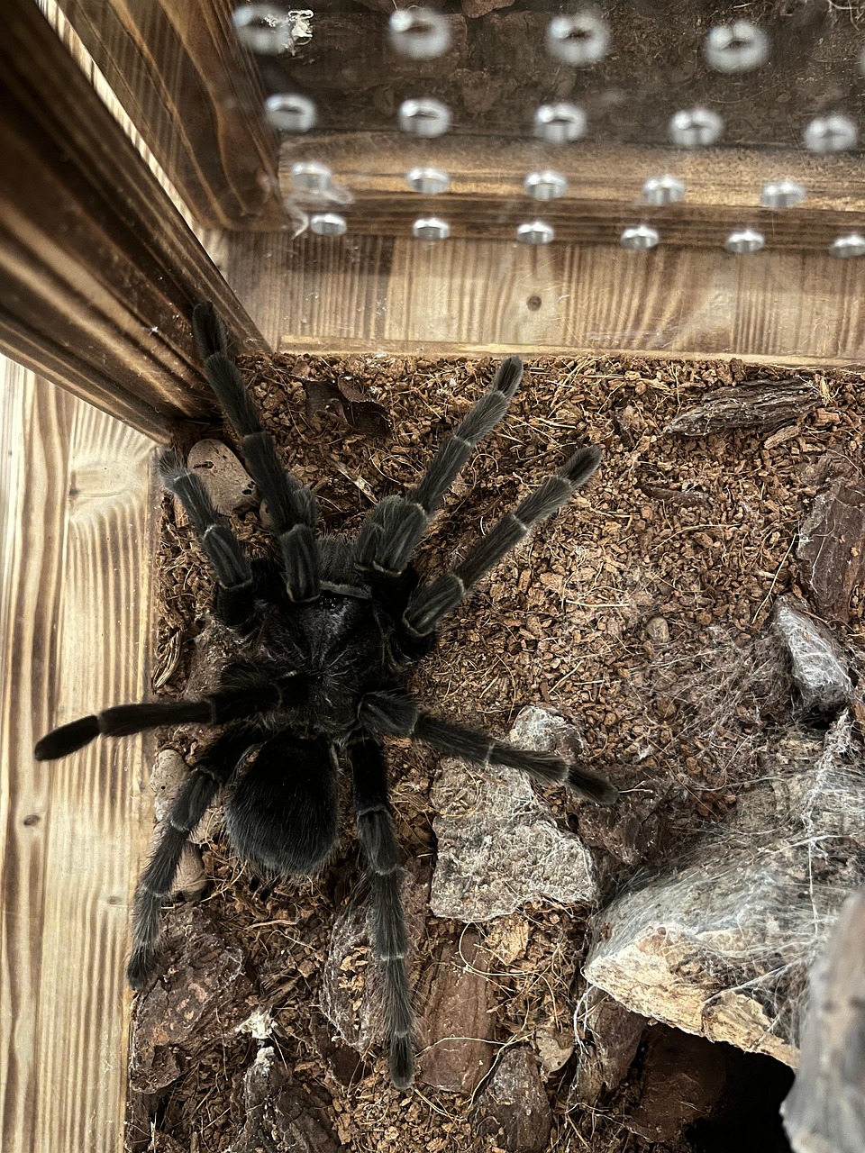 Tarantula Spider Arachnid - Free photo on Pixabay - Pixabay