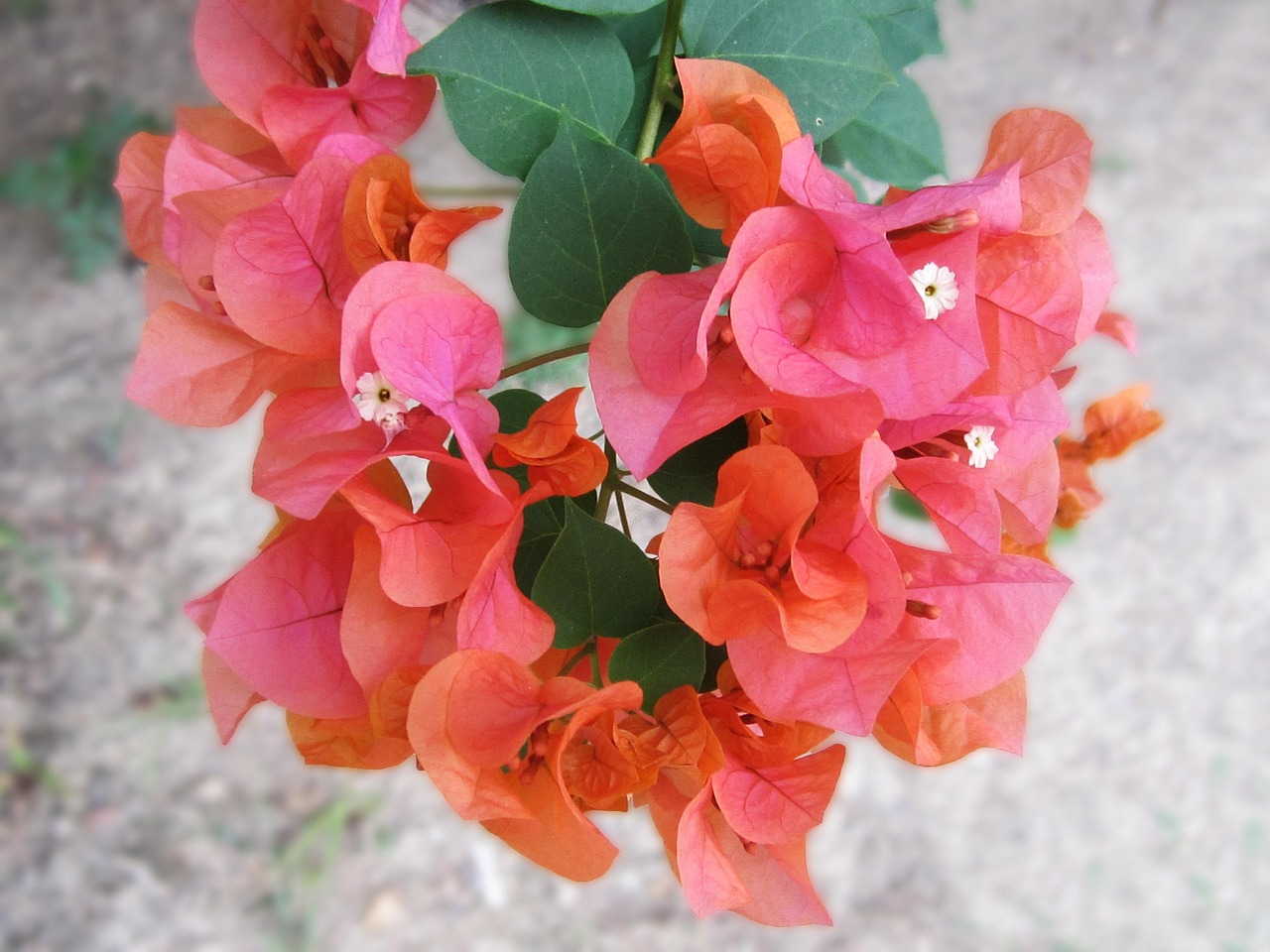 Buganbilia Flower Garden - Free photo on Pixabay - Pixabay