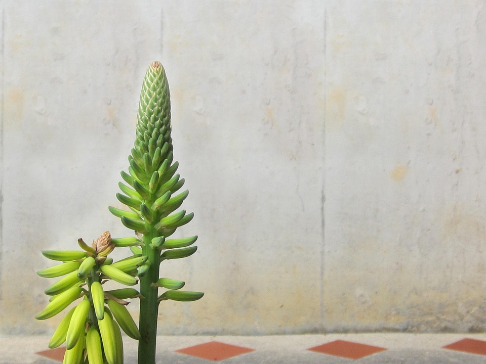 Aloe Vera Bunga Tanaman Daun - Foto gratis di Pixabay - Pixabay