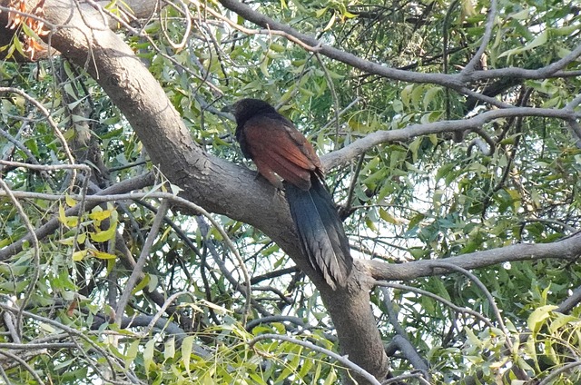 Oiseau Grand Coucal Faisan De Crow - Photo gratuite sur Pixabay - Pixabay