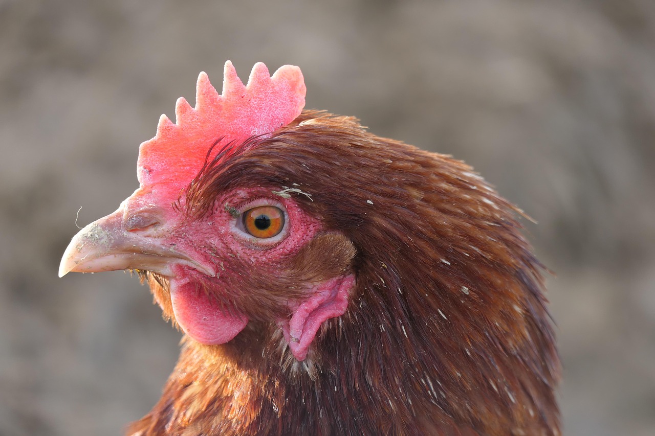 Hen Chicken Poultry - Free photo on Pixabay - Pixabay