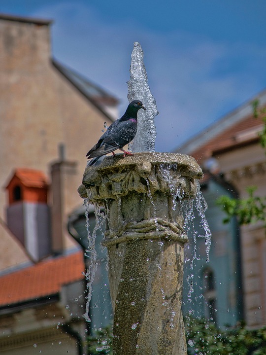 Spout Fountain Pigeon - Free photo on Pixabay - Pixabay