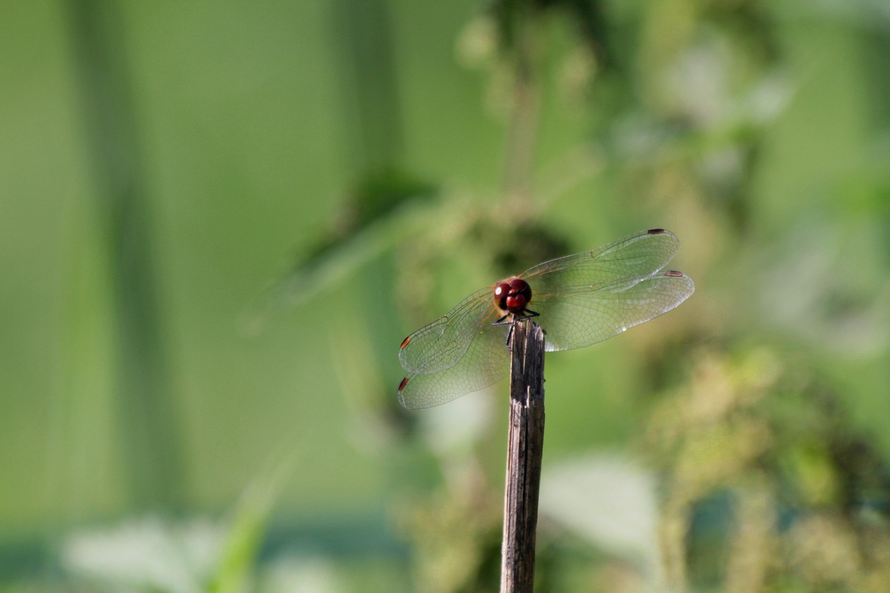 Libelle Insekt Flügel - Kostenloses Foto auf Pixabay - Pixabay