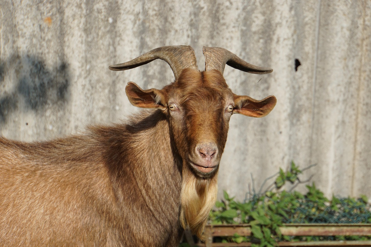 Chèvre Domestique Bétail - Photo gratuite sur Pixabay - Pixabay