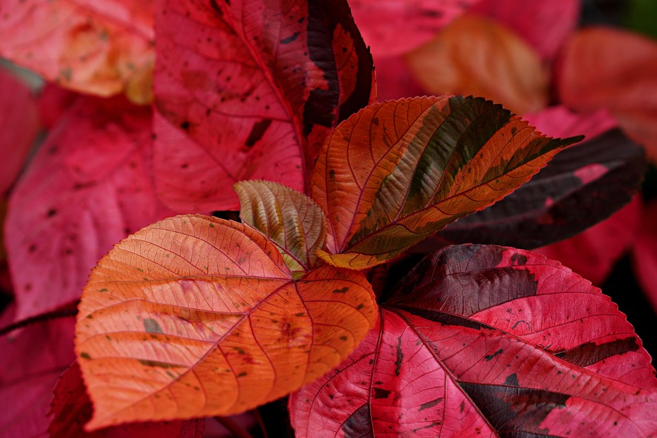 Red Leaves Plant - Free photo on Pixabay