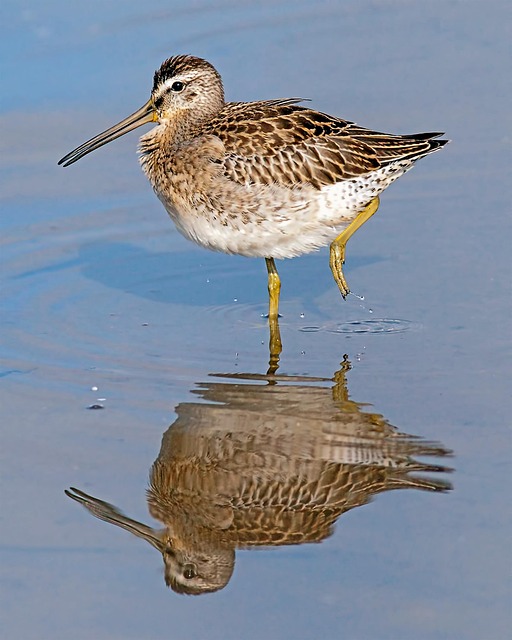 Short-Billed Dowitcher Shorebird - Free photo on Pixabay