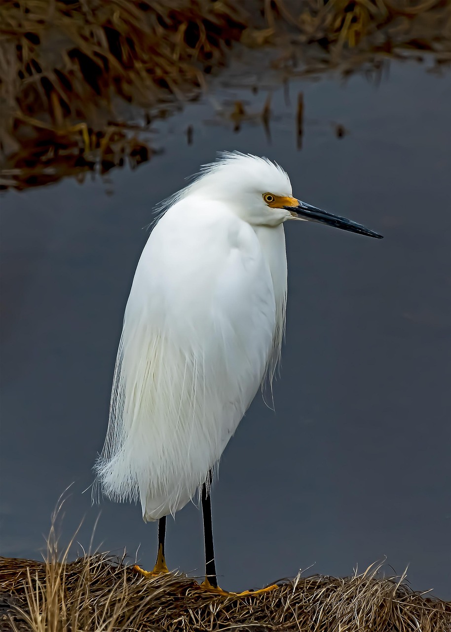 Snowy Egret Bird Beak - Free photo on Pixabay - Pixabay