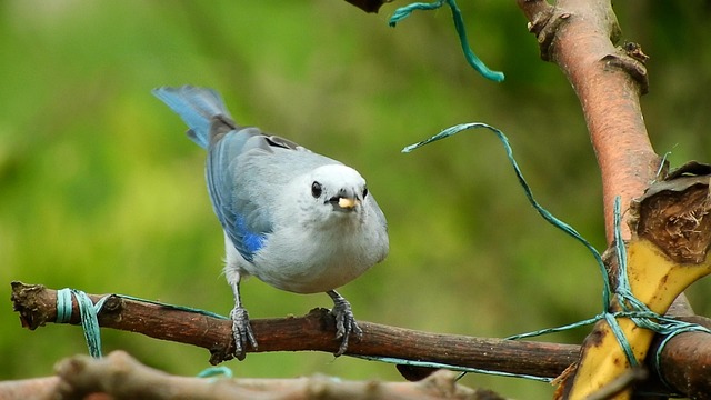 10+ Free Blue-Gray Tanager & Tanager Images - Pixabay