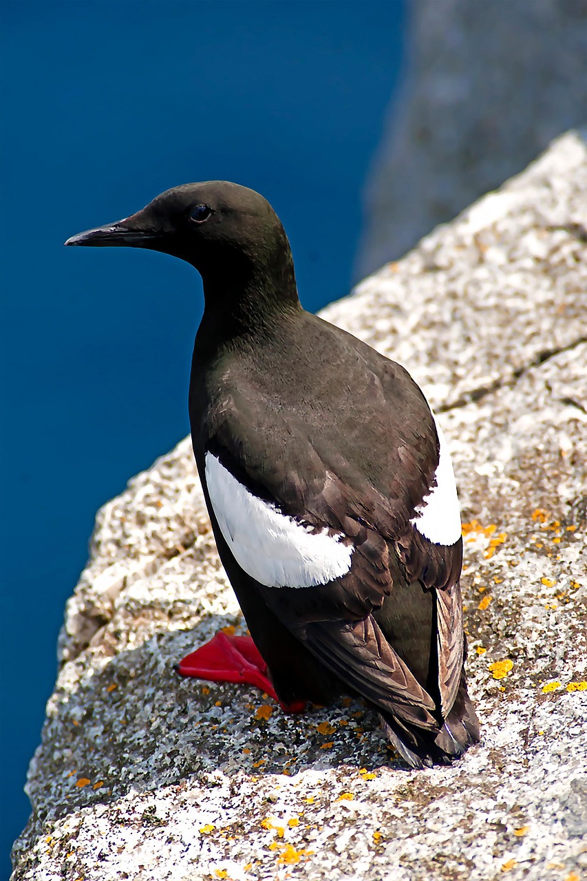 30+ Free Guillemot Umum & Guillemot Images - Pixabay