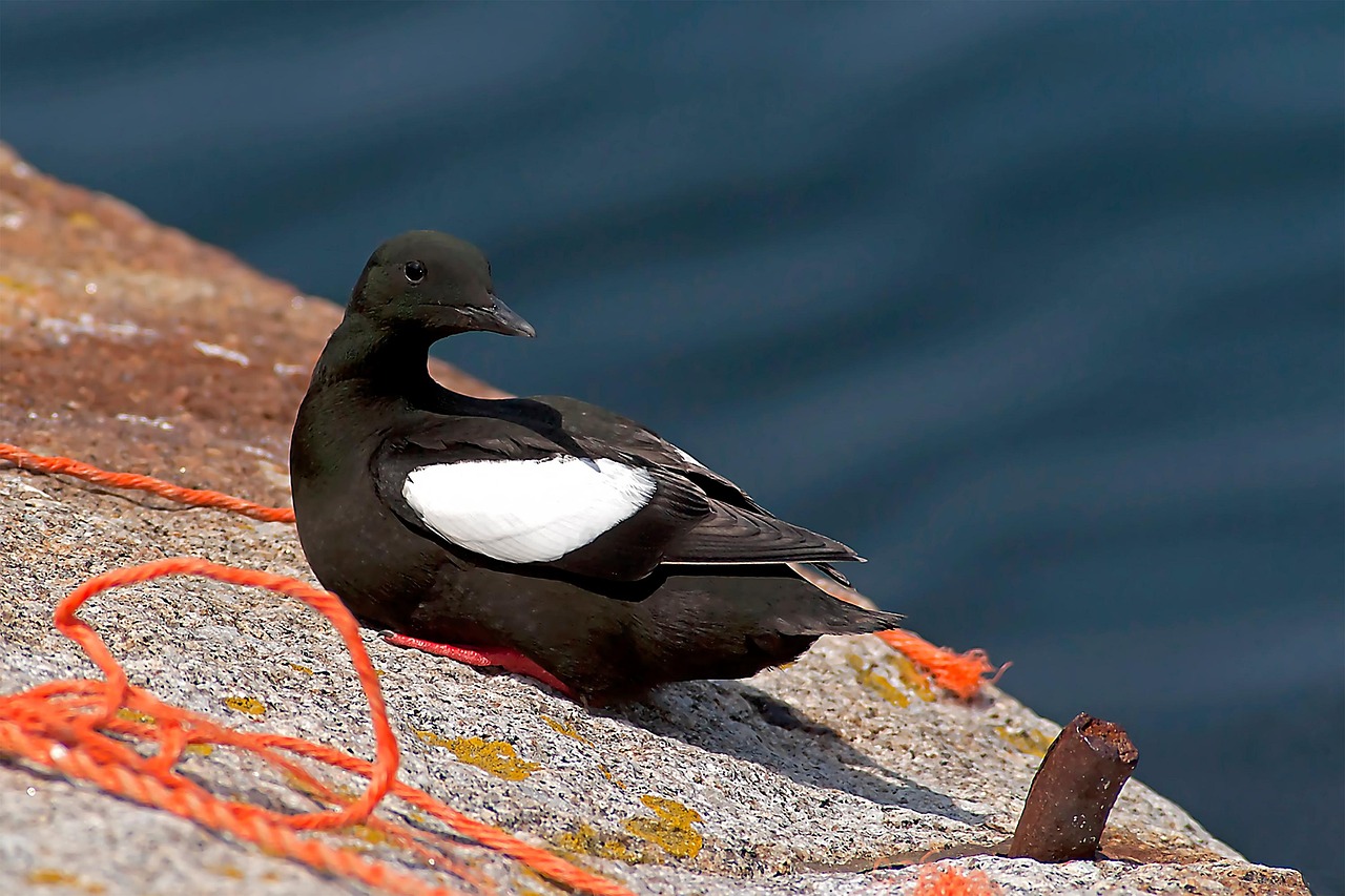 Sheerwater Manx Guillemot - Free photo on Pixabay - Pixabay