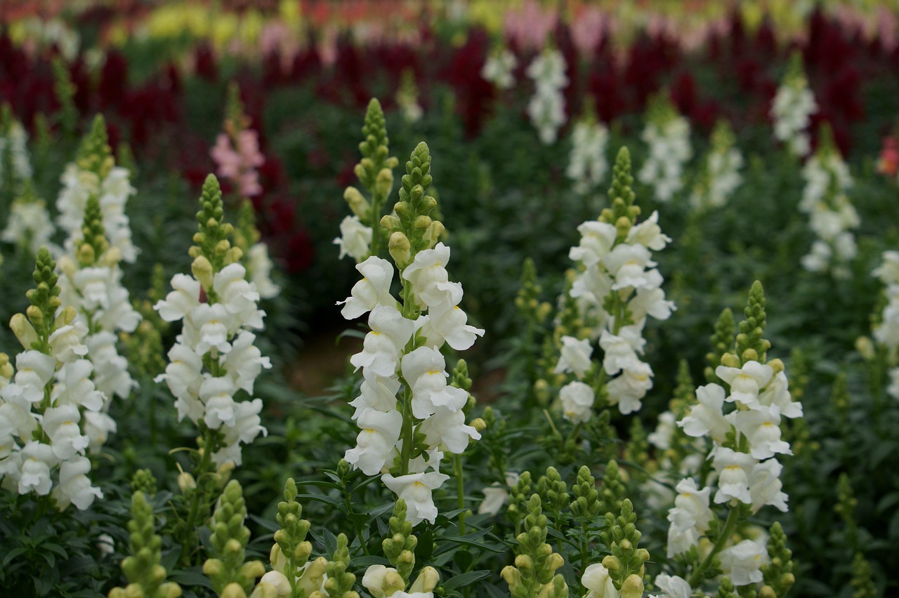 Fleurs Blanches Jardin Nature - Photo gratuite sur Pixabay - Pixabay