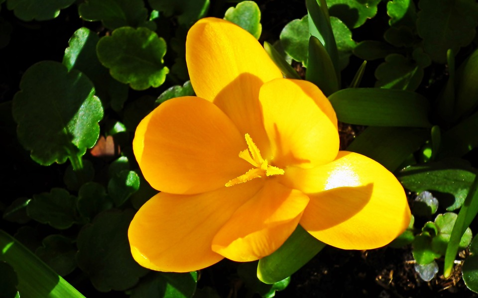 Flowers Crocuses Spring - Free photo on Pixabay