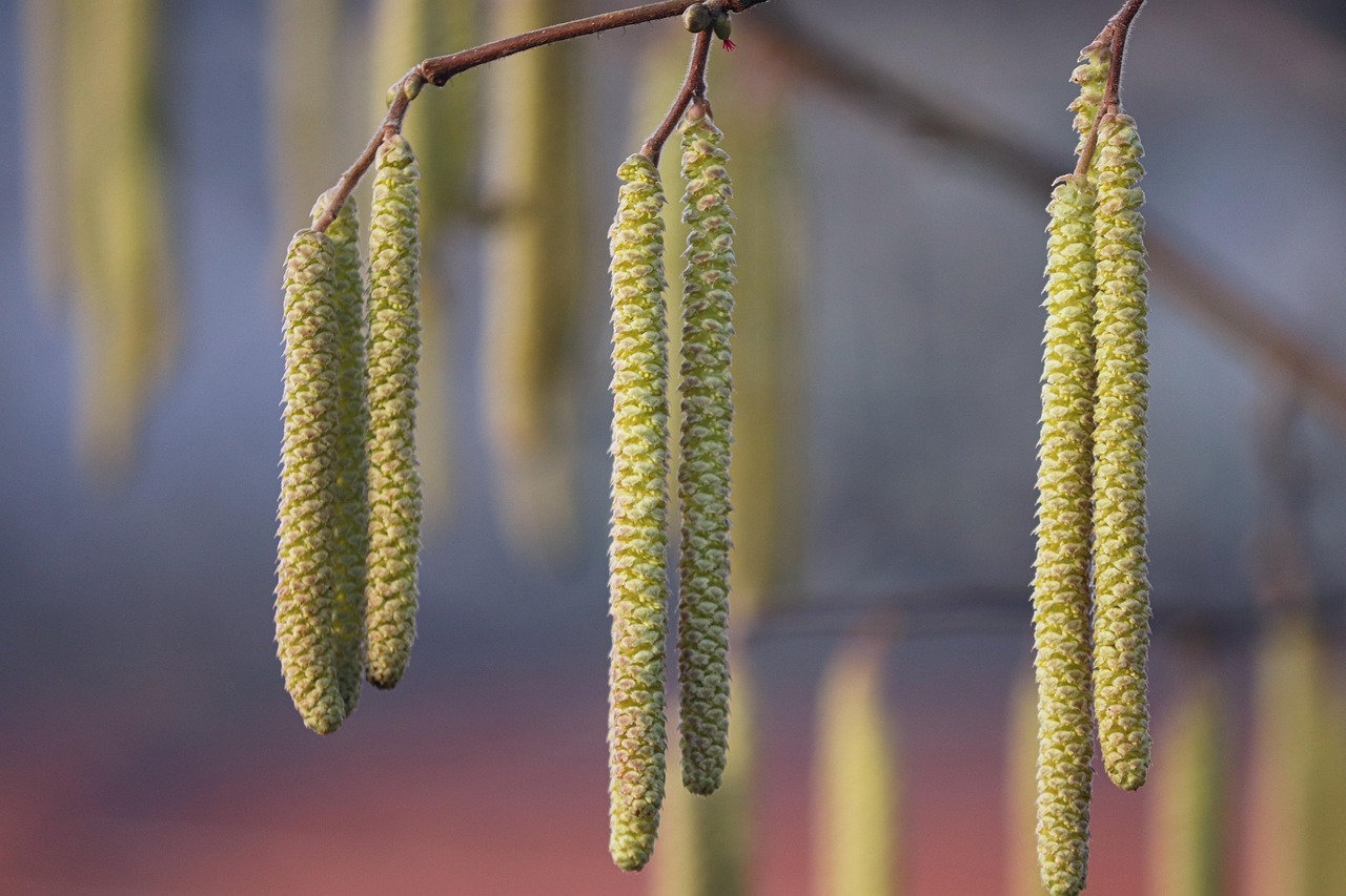 200,000+ Free Alder Tree & Tree Images - Pixabay