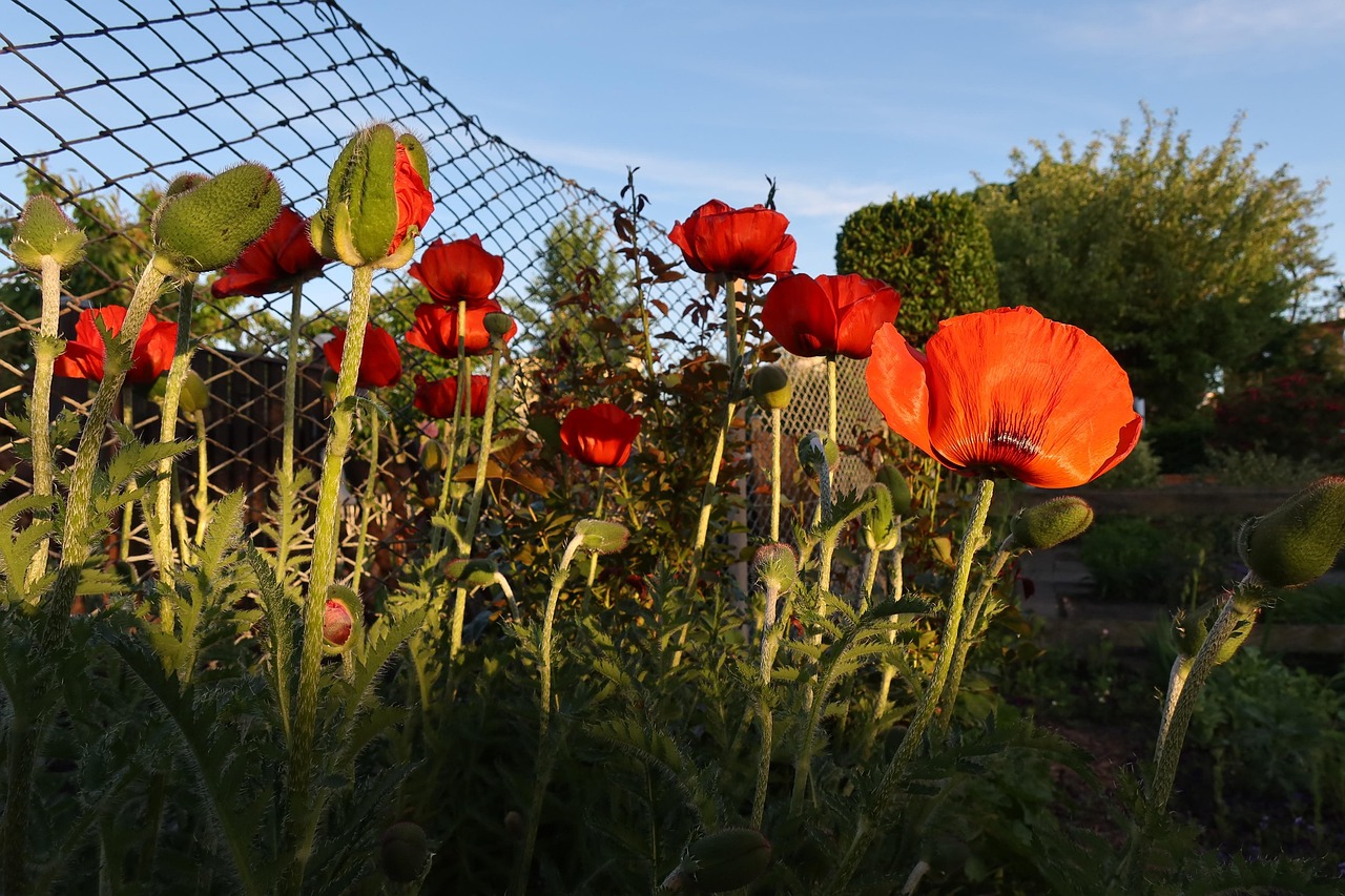 Mohnblumen Blumen Garten - Kostenloses Foto auf Pixabay - Pixabay