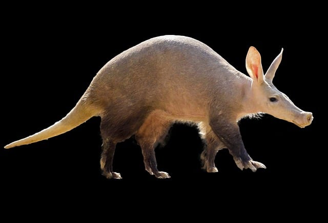 10+ Free Aardvark & Animal Images - Pixabay