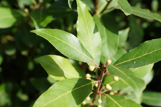 Laurel Hojas De Hierbas - Foto gratis en Pixabay