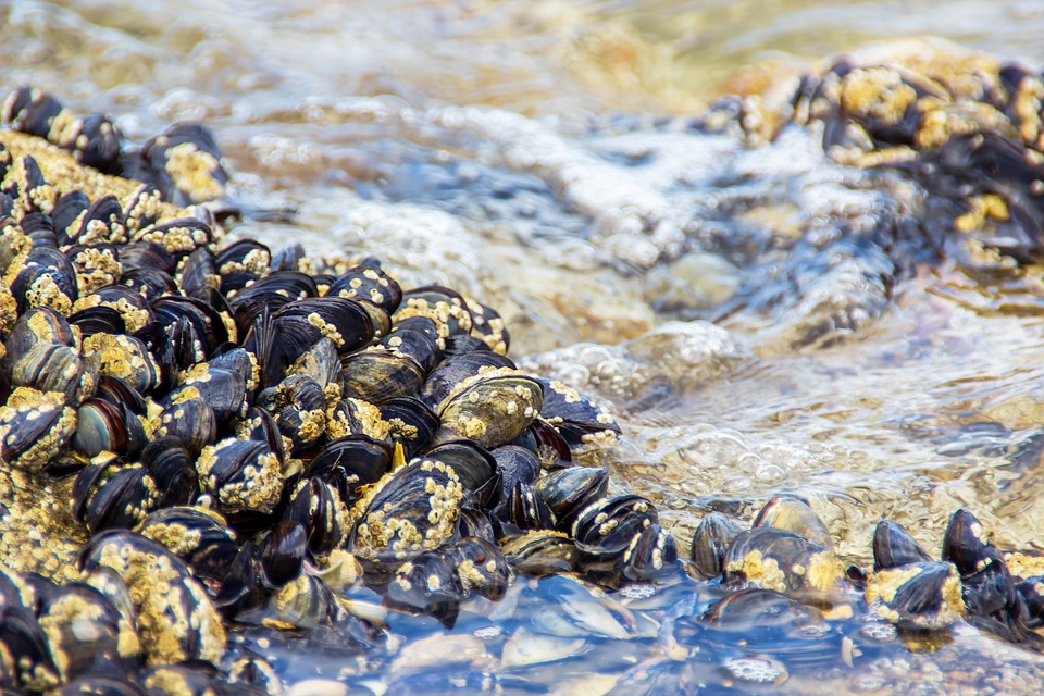Shellfish Mussels Beach - Free photo on Pixabay - Pixabay