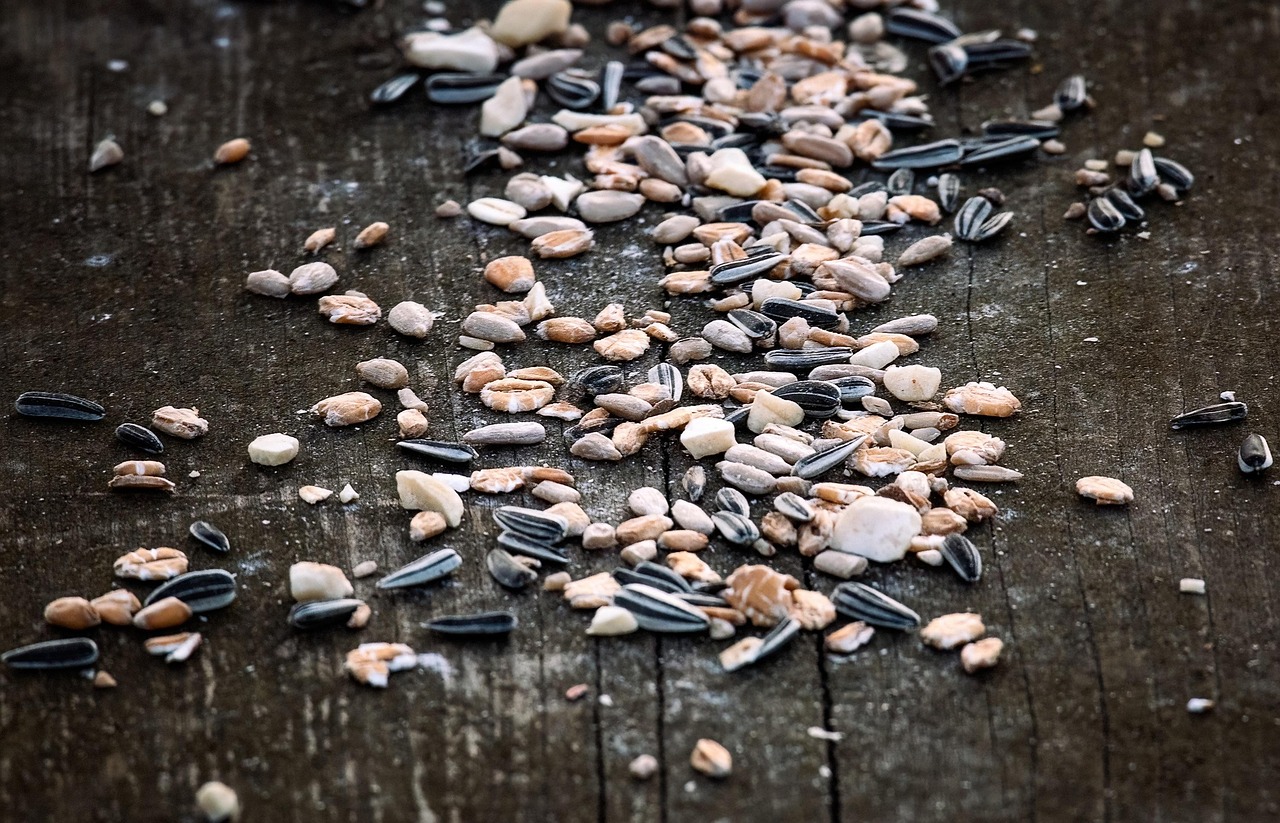 Bird Food Grains Feed Close - Free photo on Pixabay