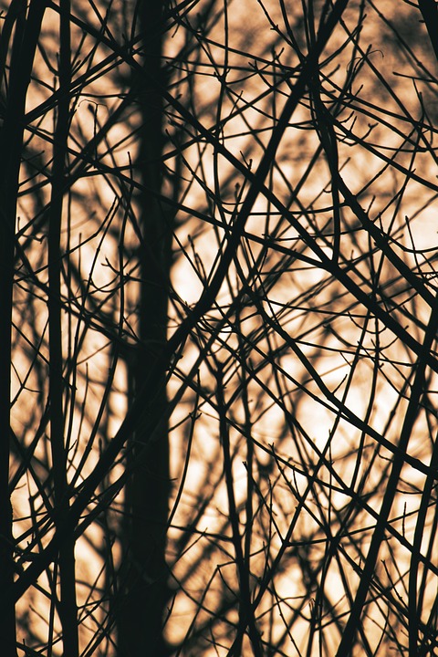 Trees Branches Forest - Free photo on Pixabay - Pixabay