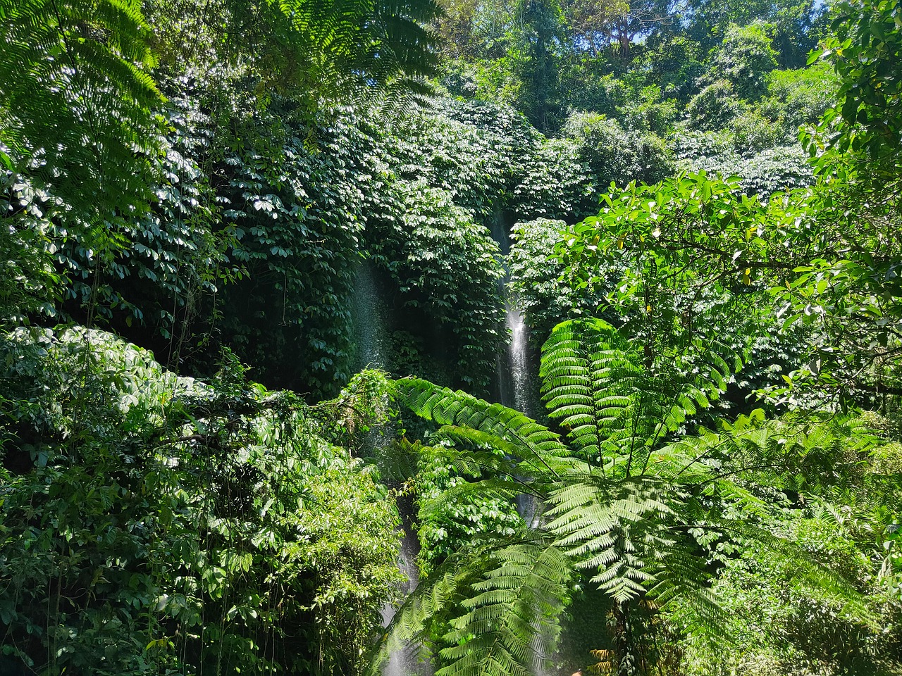 Natureza Selva Floresta - Foto gratuita no Pixabay