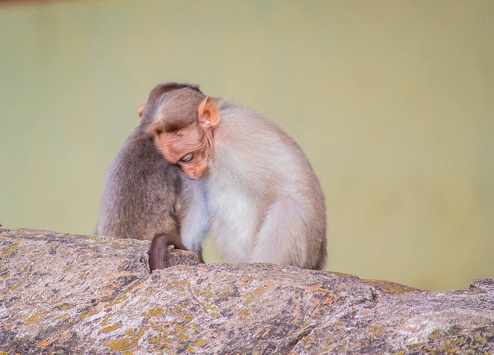 Dieren In Het Wild Dier - Gratis foto op Pixabay - Pixabay