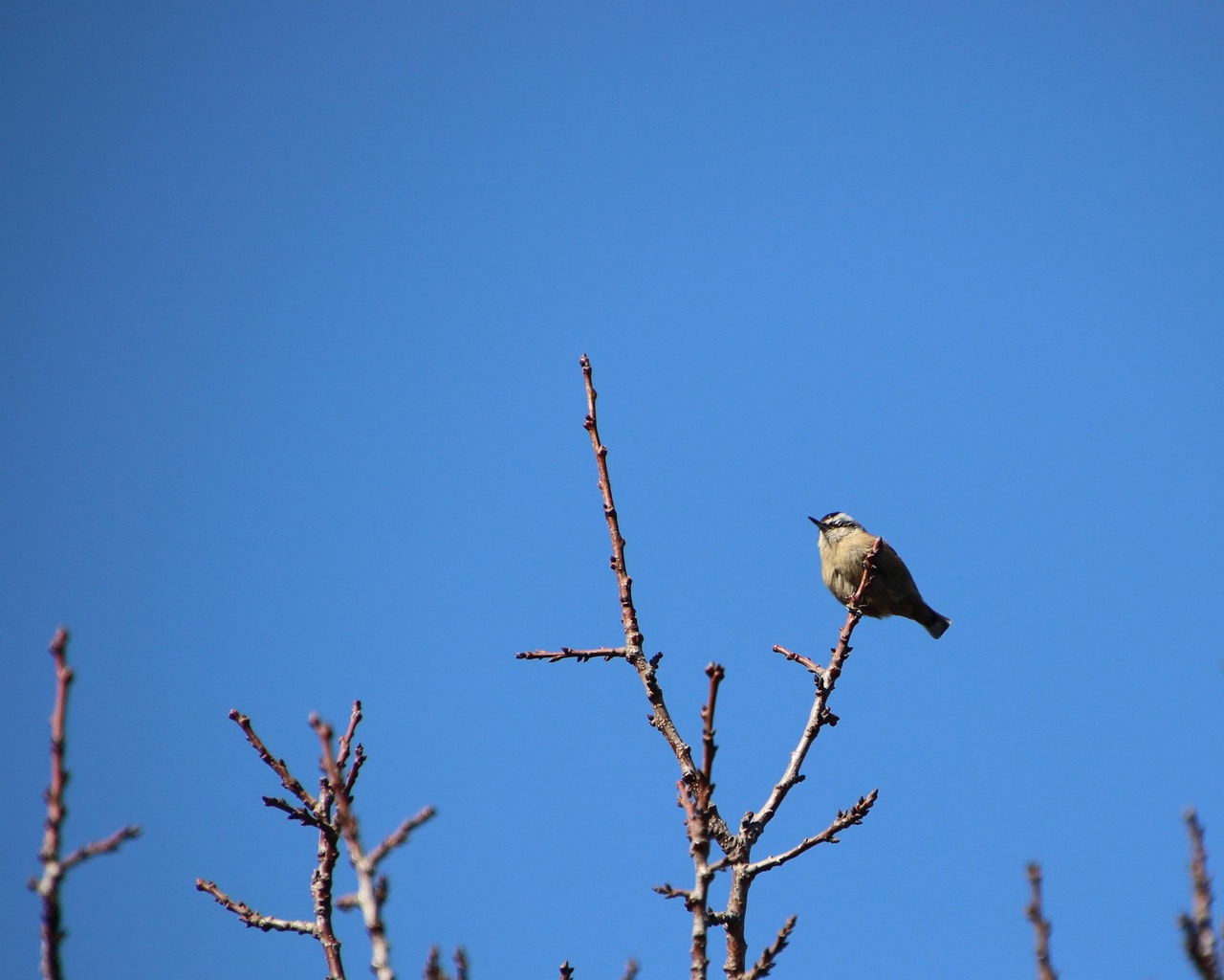 Bird Light-Vented Bulbul - Free photo on Pixabay - Pixabay
