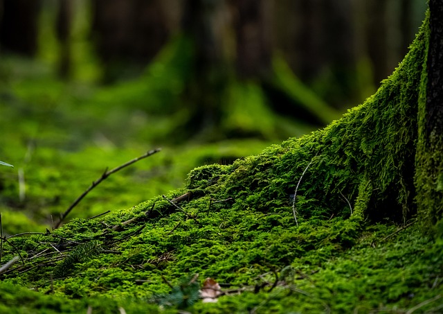 Musgo Natureza Floresta Ao Ar - Foto gratuita no Pixabay - Pixabay