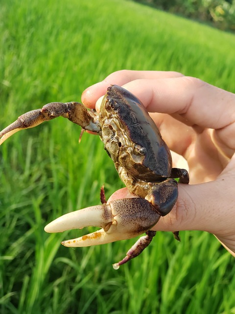 Field Crab Crustacean - Free photo on Pixabay - Pixabay
