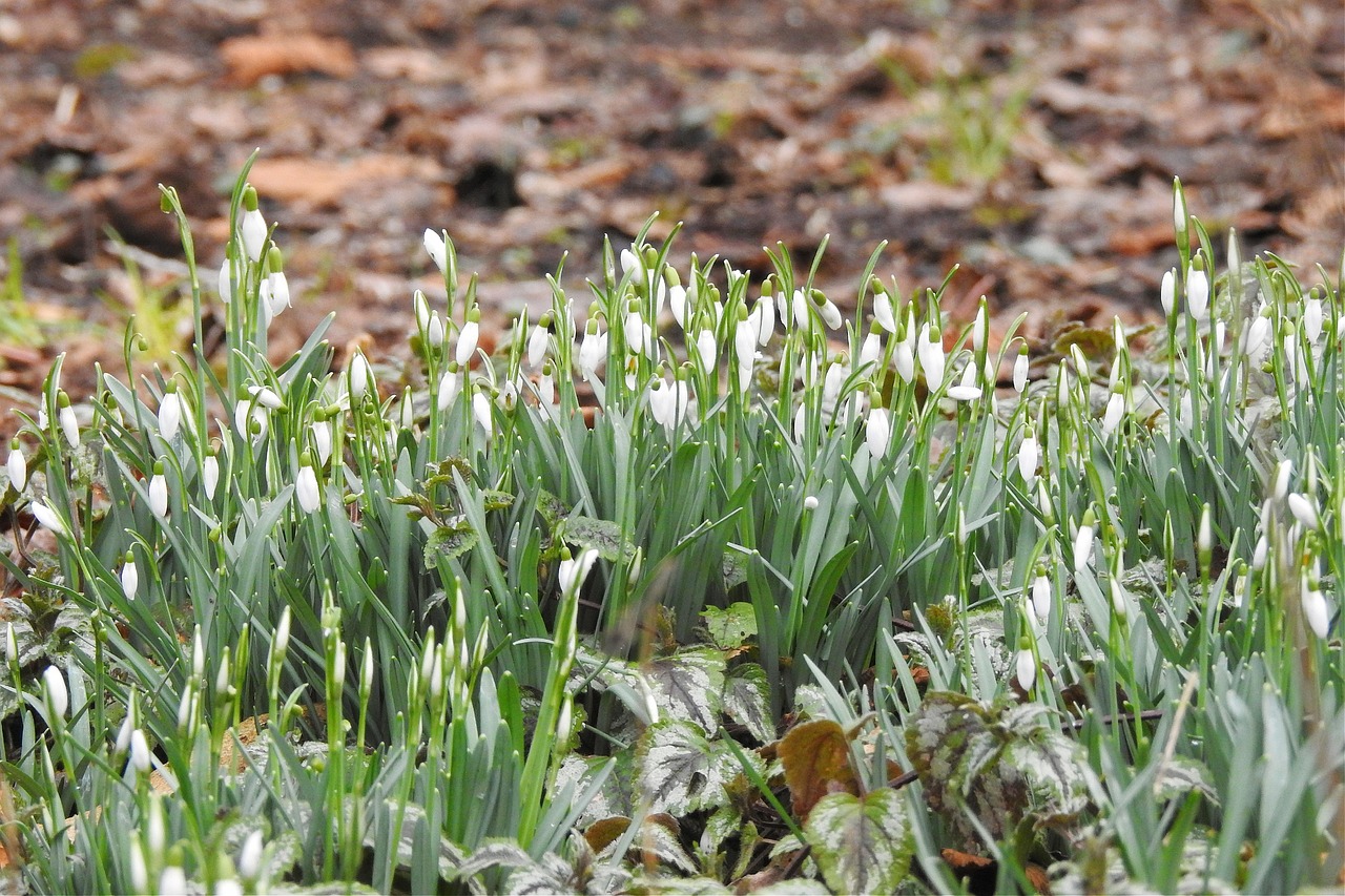 Fleurs Perce-Neige Le Printemps - Photo gratuite sur Pixabay - Pixabay