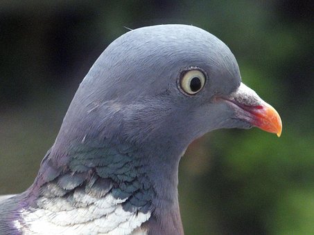 80+ Free Bird Sight & Sight Images - Pixabay