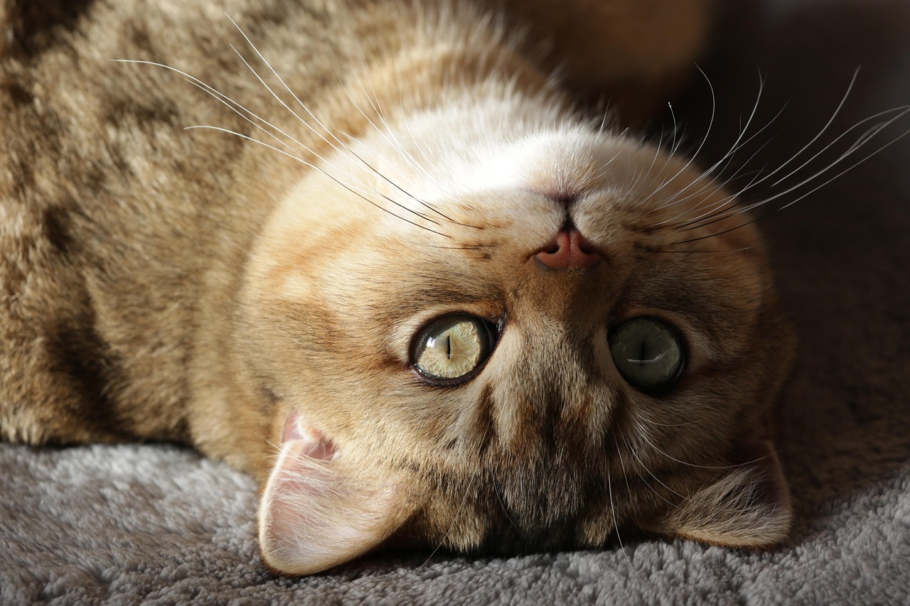 Animal Cat Feline - Free photo on Pixabay - Pixabay