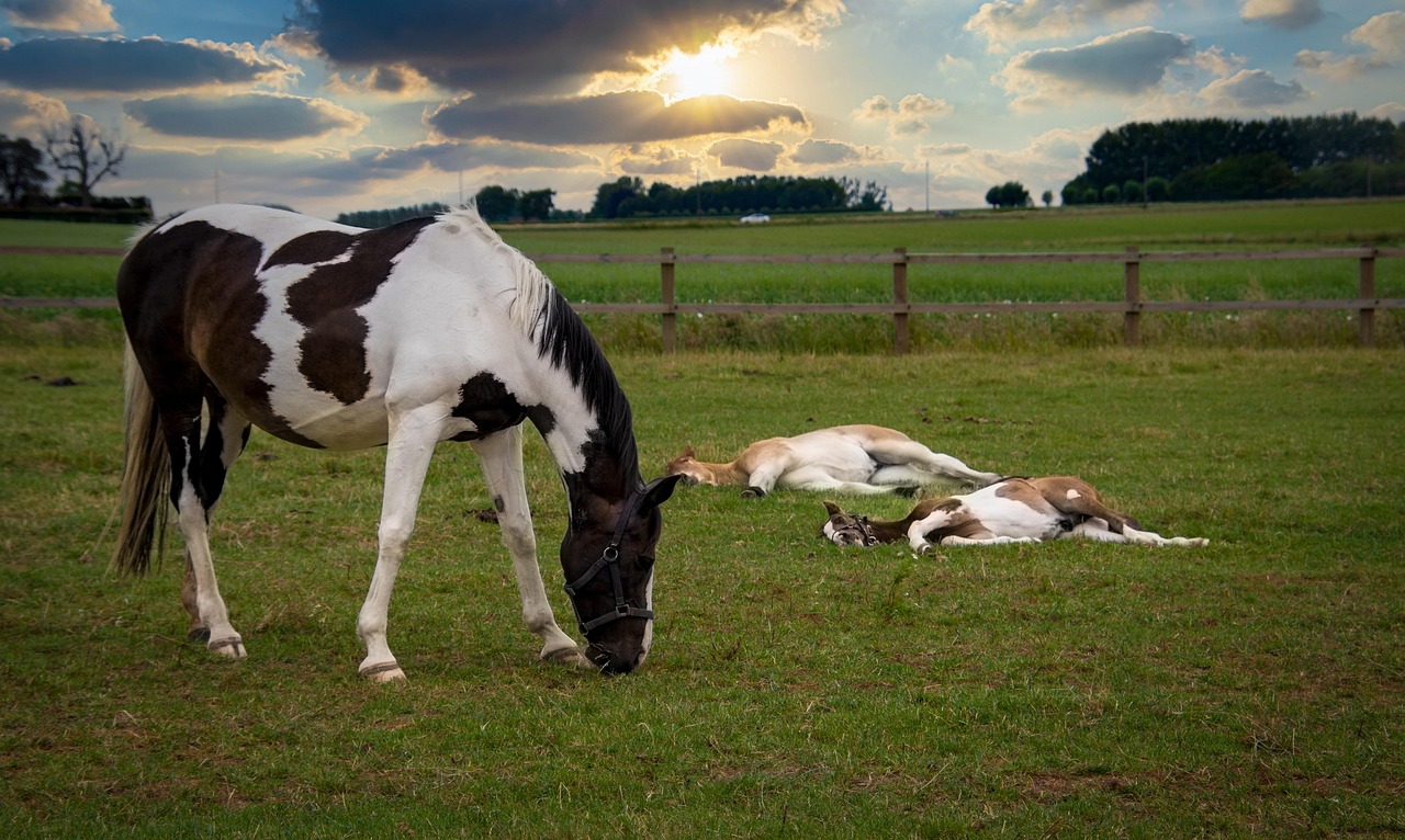 Animal Pasture Horse - Free photo on Pixabay - Pixabay