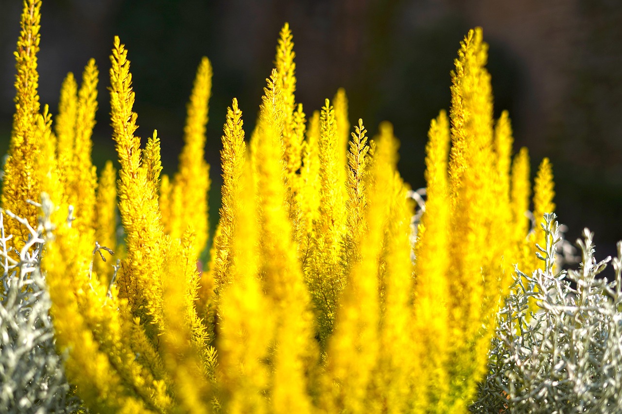 Les Plantes Nature En Plein Air - Photo gratuite sur Pixabay - Pixabay