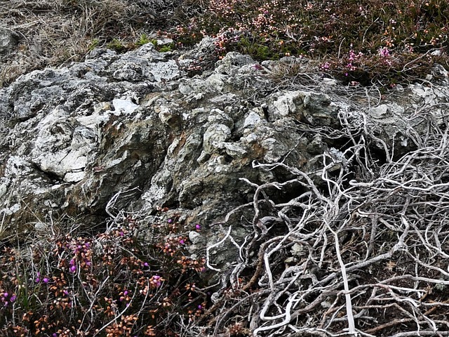 Nature Rock Heather - Free photo on Pixabay - Pixabay