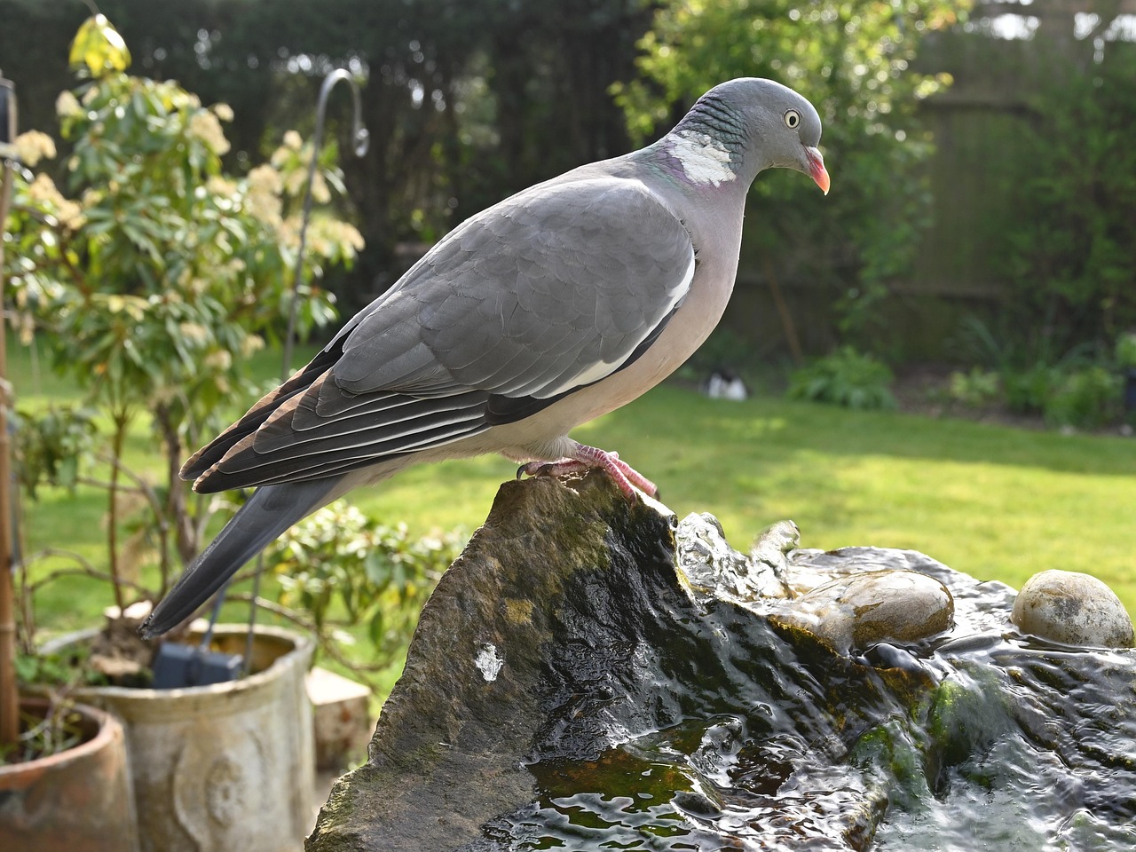 Pigeon Biset Oiseau Animal - Photo gratuite sur Pixabay - Pixabay