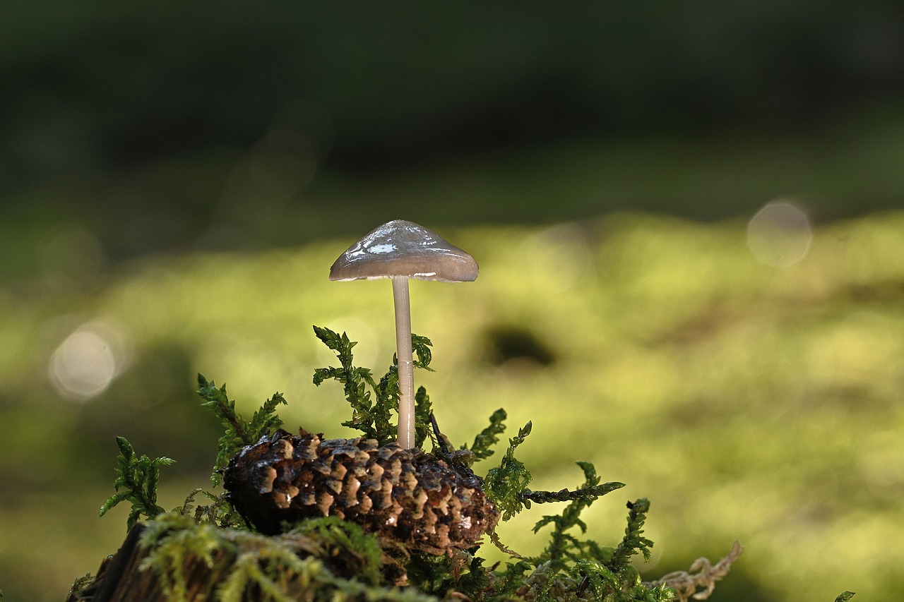 Mushroom Pinecone Close Up - Free photo on Pixabay