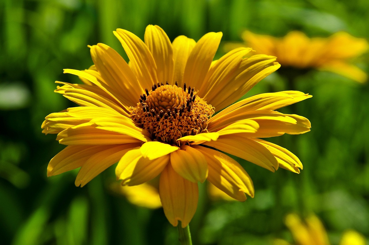 Fleur Bloom Botanique - Photo gratuite sur Pixabay - Pixabay