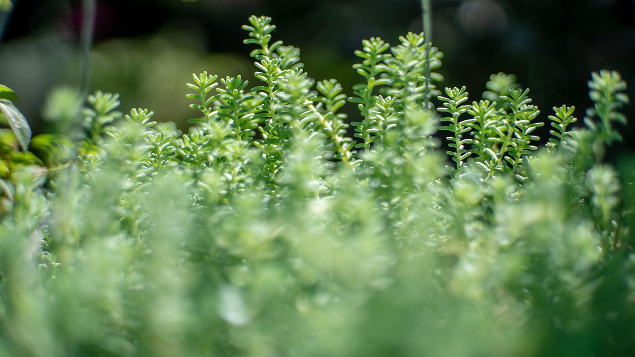 Plantelor Frunze Natura - Fotografie gratuită pe Pixabay - Pixabay