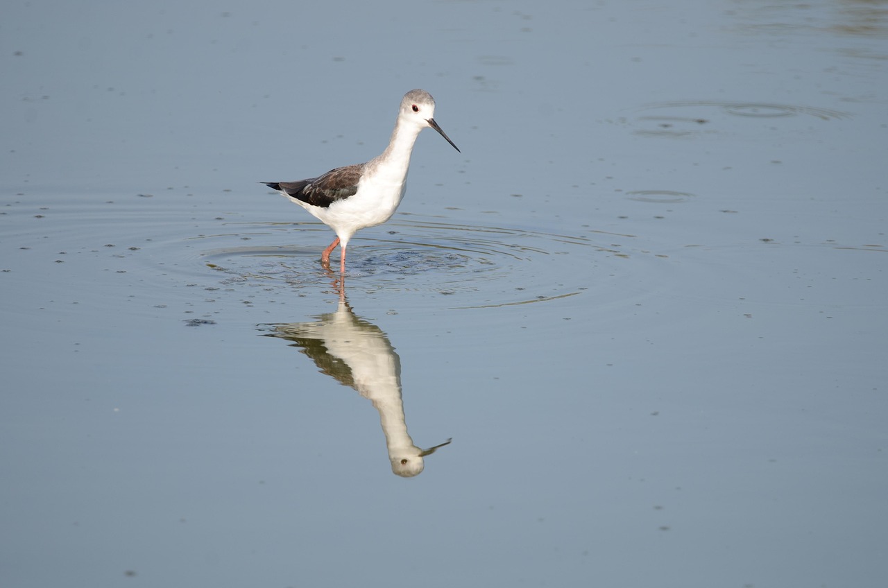 Black-Winged Stilt Bird Animal - Free photo on Pixabay - Pixabay