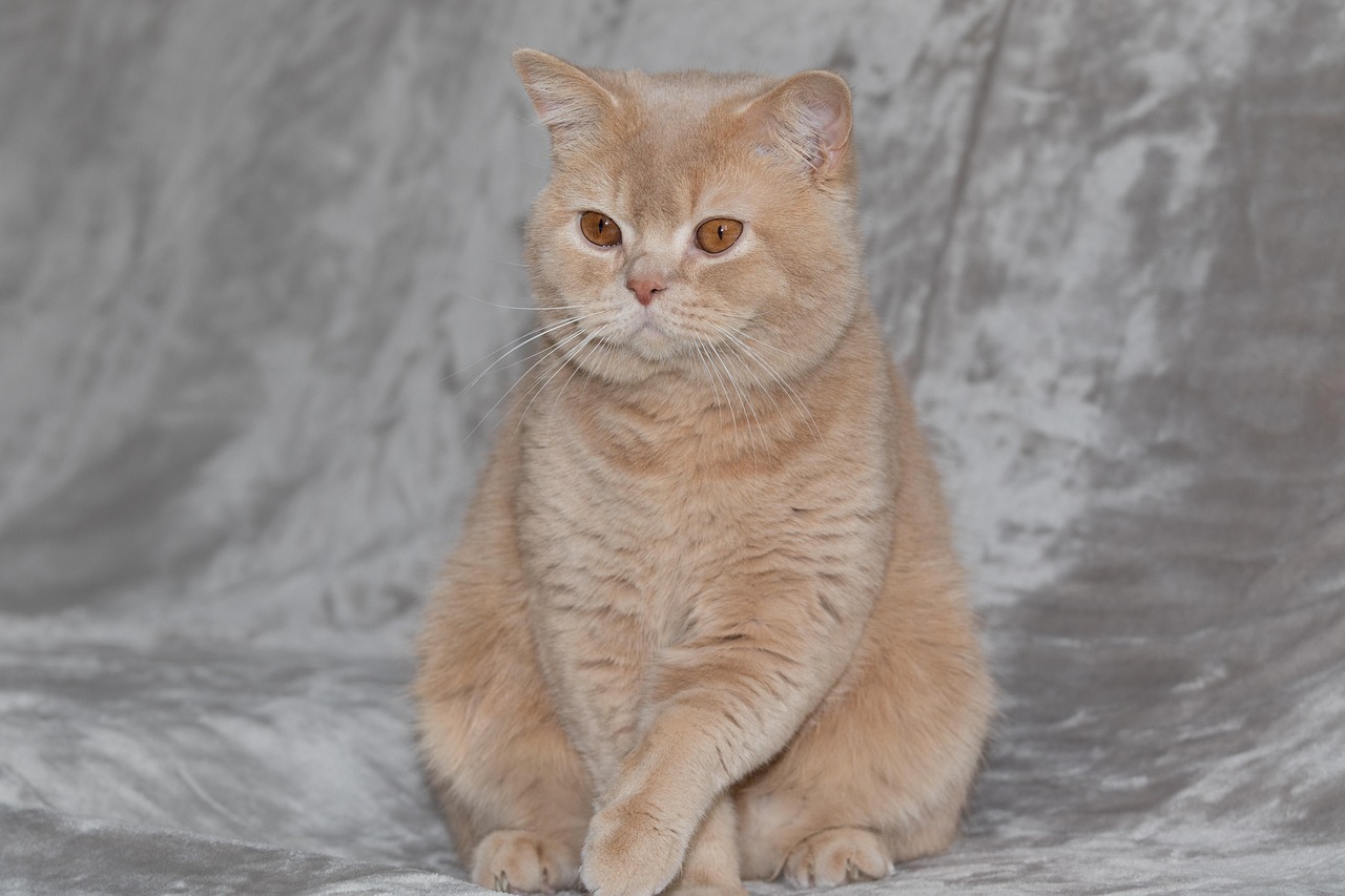 Animal Cat Félin De - Photo gratuite sur Pixabay - Pixabay