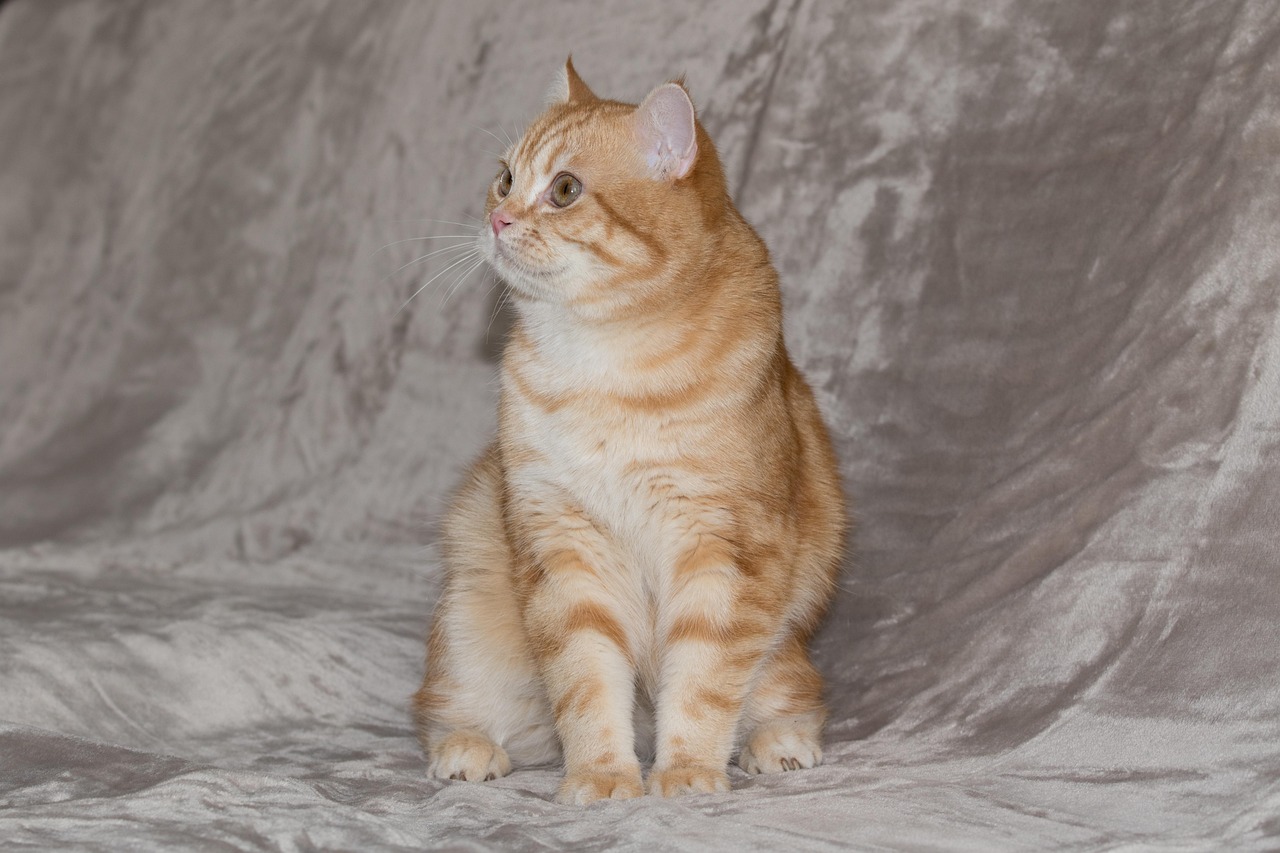 Animal Cat Félin De - Photo gratuite sur Pixabay - Pixabay
