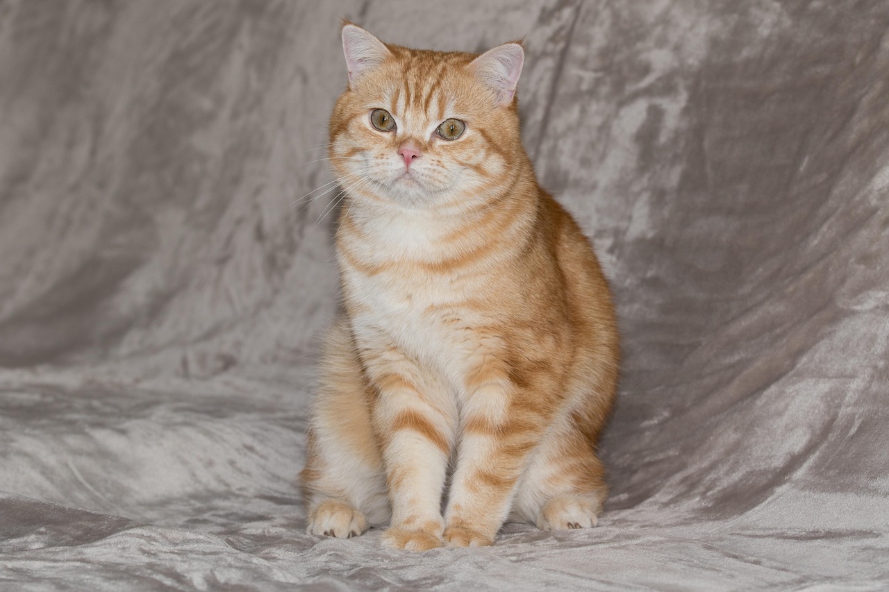 Animal Cat Félin De - Photo gratuite sur Pixabay - Pixabay