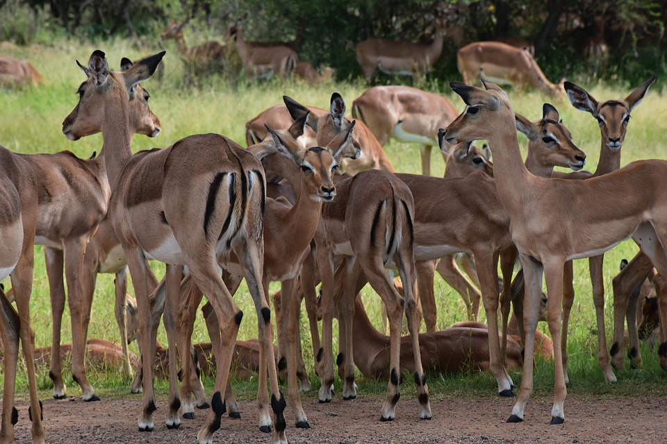 Impalas Antelopes Animals - Free photo on Pixabay - Pixabay