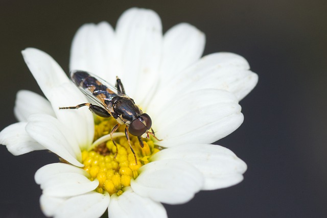 Insecte Entomologie Fleur - Image gratuite sur Pixabay