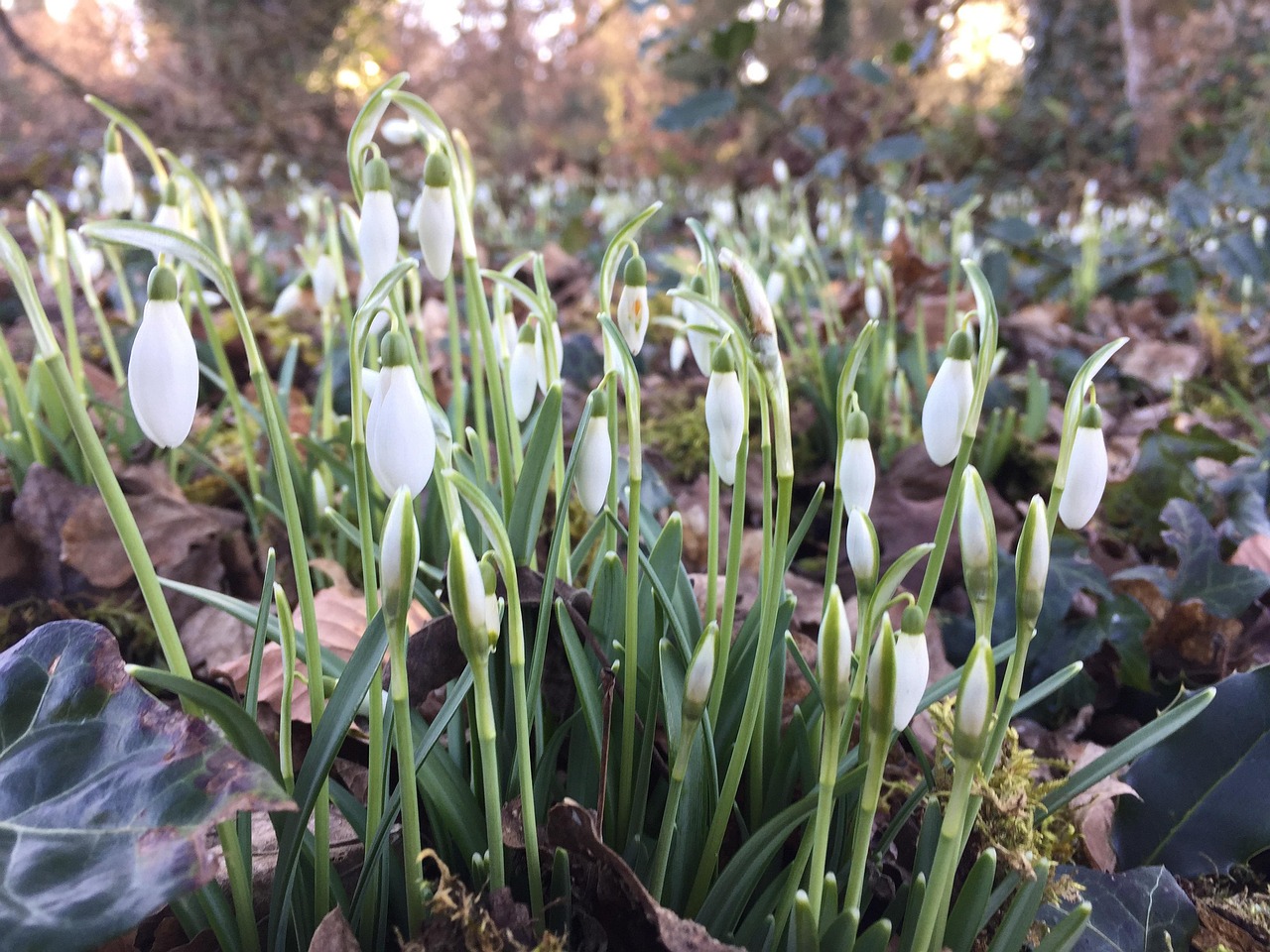 Snowdrop Flower Nature - Free photo on Pixabay - Pixabay