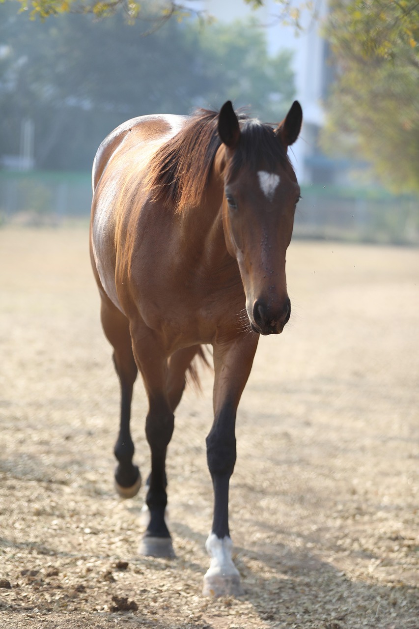 Horse Equine Questrian - Free photo on Pixabay - Pixabay