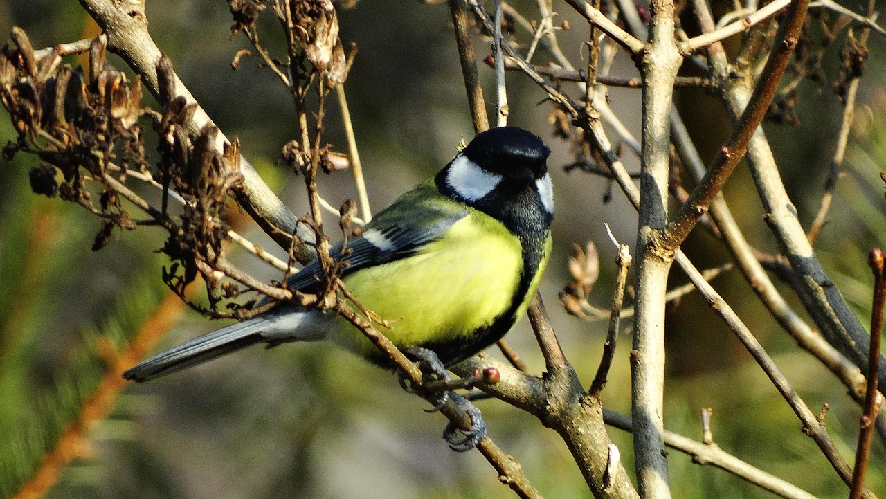 Bird Little Nature Tit Great - Free photo on Pixabay