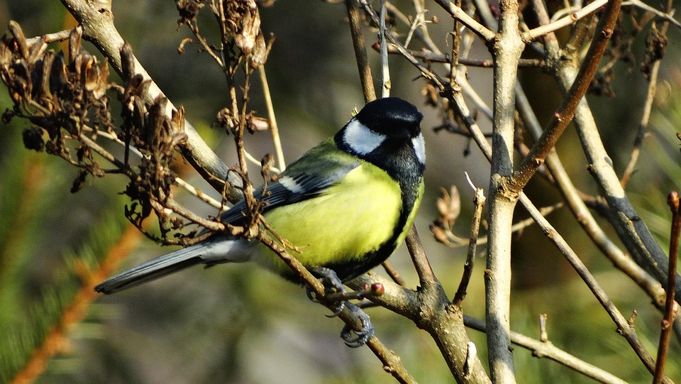 Bird Little Nature Tit Great - Free photo on Pixabay