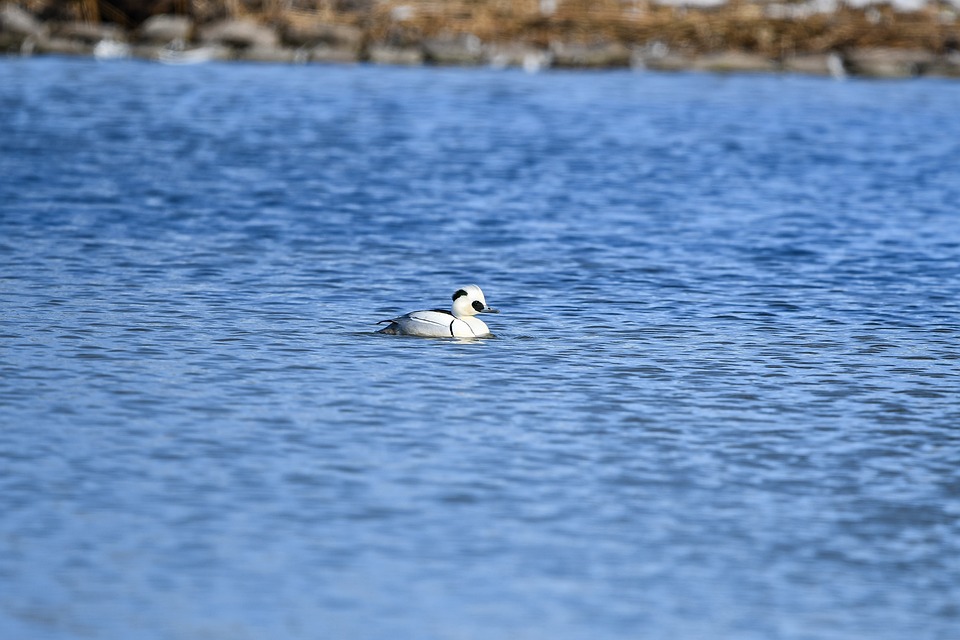Bird Smew Ornithology - Free photo on Pixabay - Pixabay